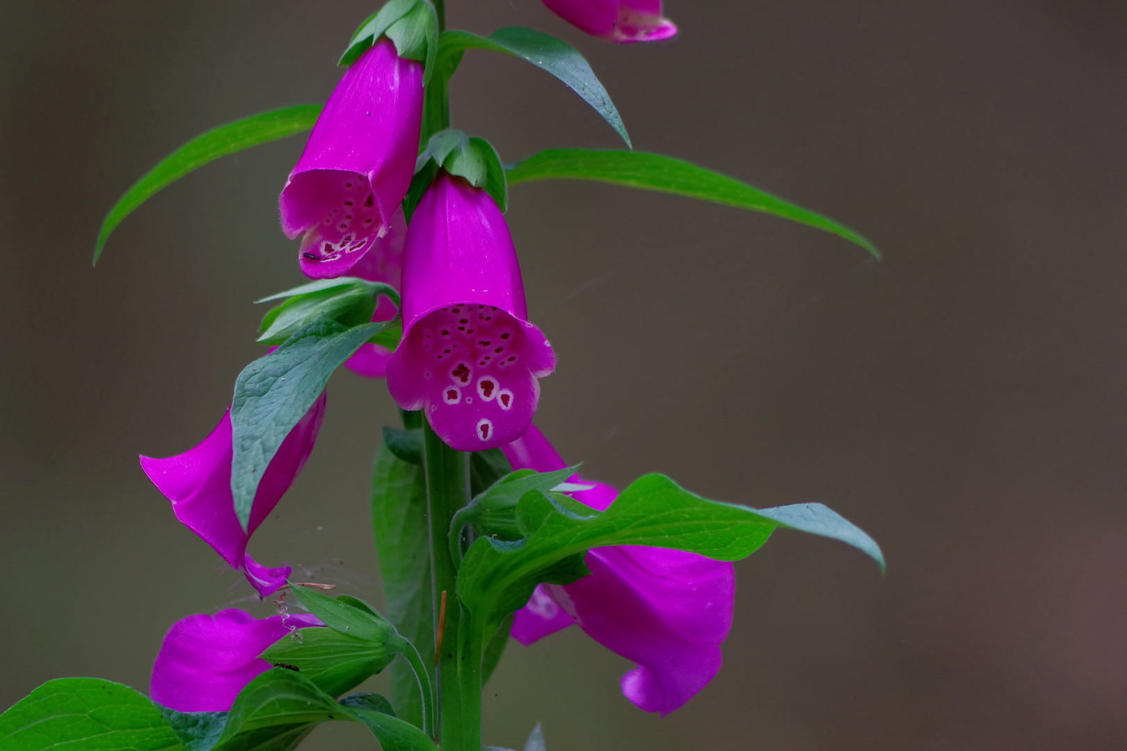 Fingerhut Foto & Bild | pflanzen, pilze & flechten, blüten ...