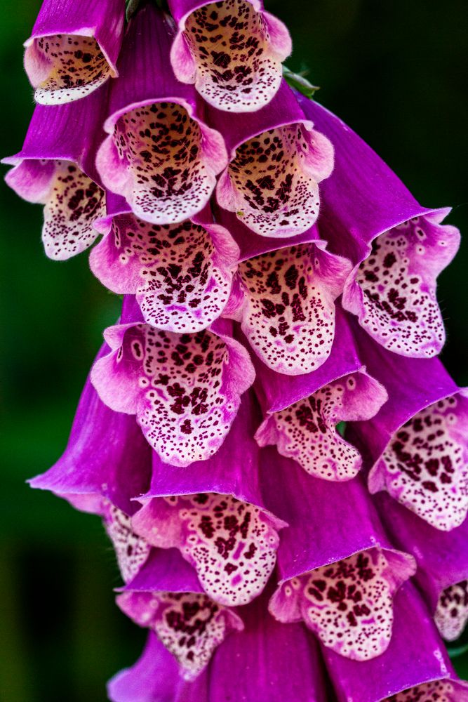Fingerhut Foto & Bild | pflanzen, pilze & flechten, blüten ...