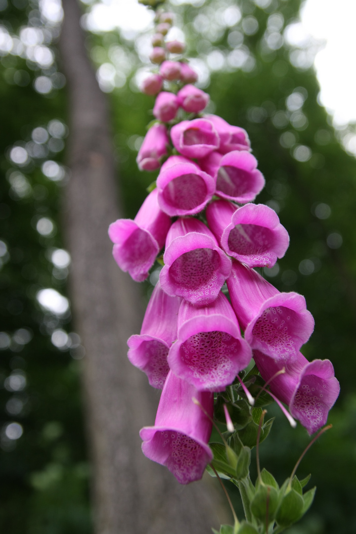 Fingerhut Foto & Bild | wald, pink, natur Bilder auf fotocommunity