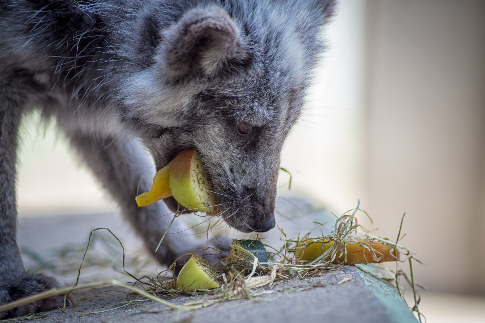Finja Foto & Bild | tiere, zoo, wildpark & falknerei, säugetiere Bilder ...