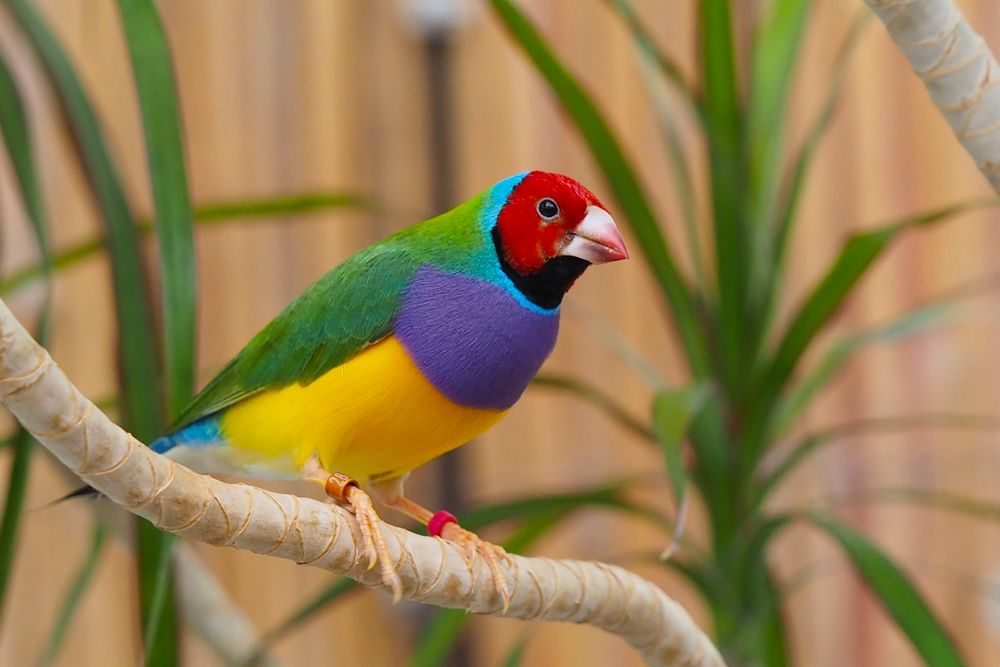 Fink Foto & Bild | tiere, zoo, wildpark & falknerei, vögel Bilder auf ...
