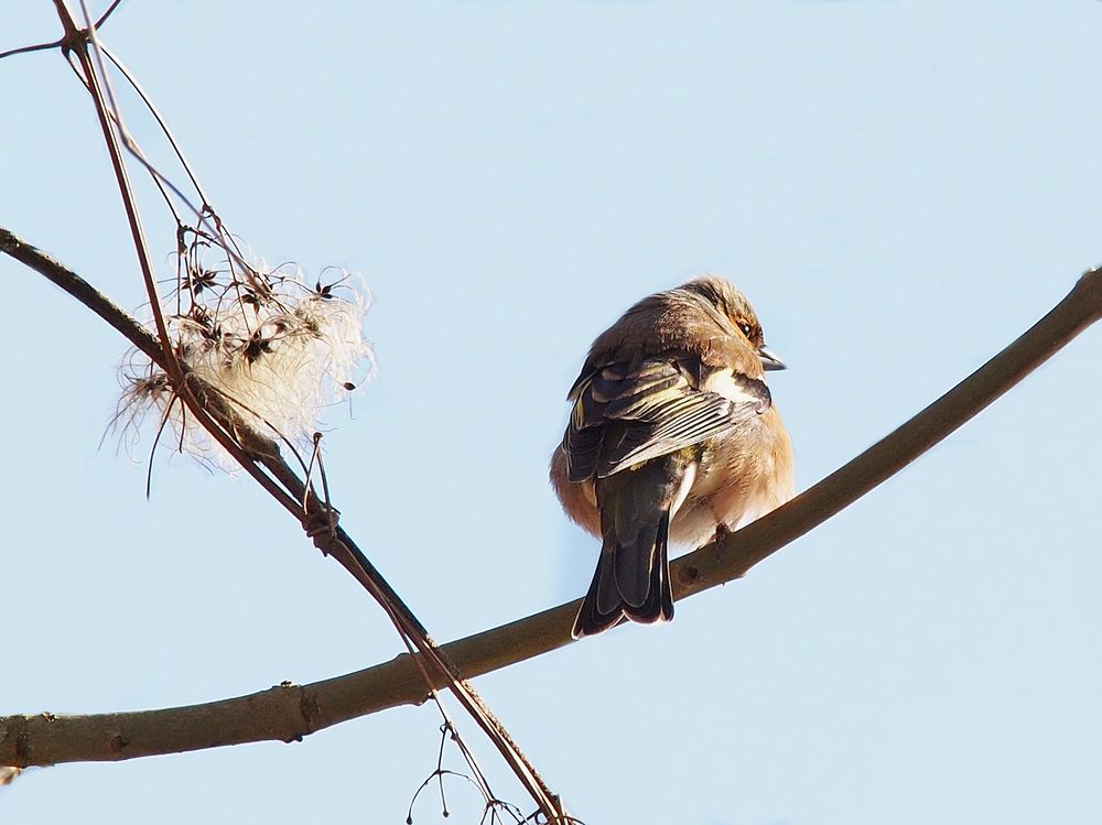 Fink Foto & Bild | tiere, wildlife, wild lebende vögel Bilder auf ...