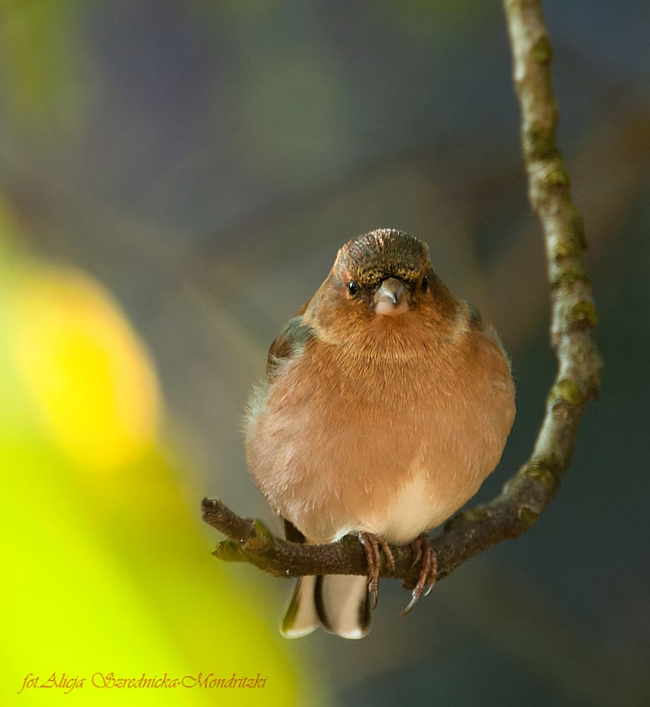 Fink Foto & Bild | tiere, wildlife, wild lebende vögel Bilder auf ...