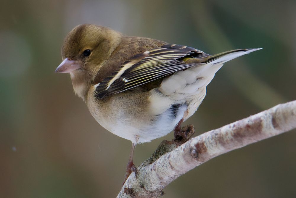 Finken Dame Foto & Bild | tiere, wildlife, wild lebende vögel Bilder ...