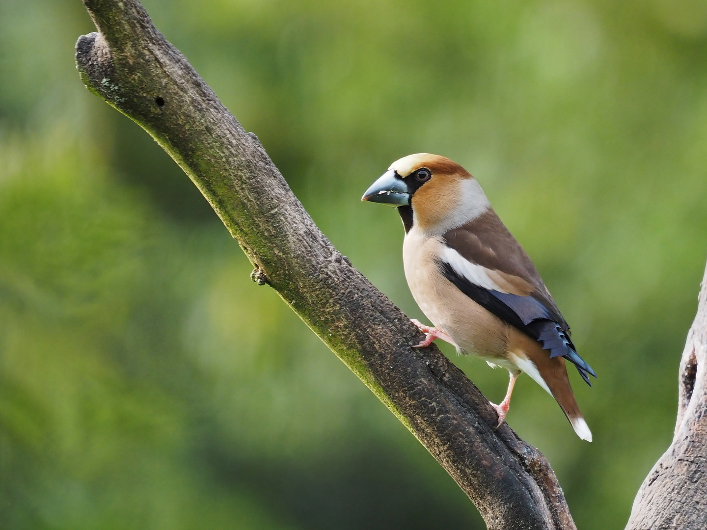 Finken-König Foto & Bild | tiere, wildlife, wild lebende vögel Bilder ...