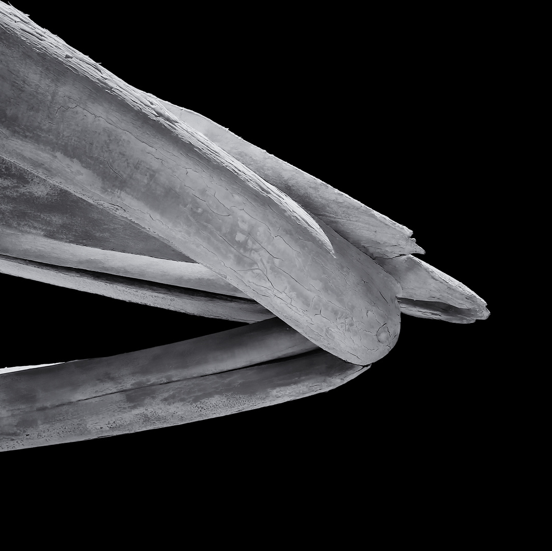 Finnwal Foto & Bild | europe, canary islands die kanaren, spain Bilder ...