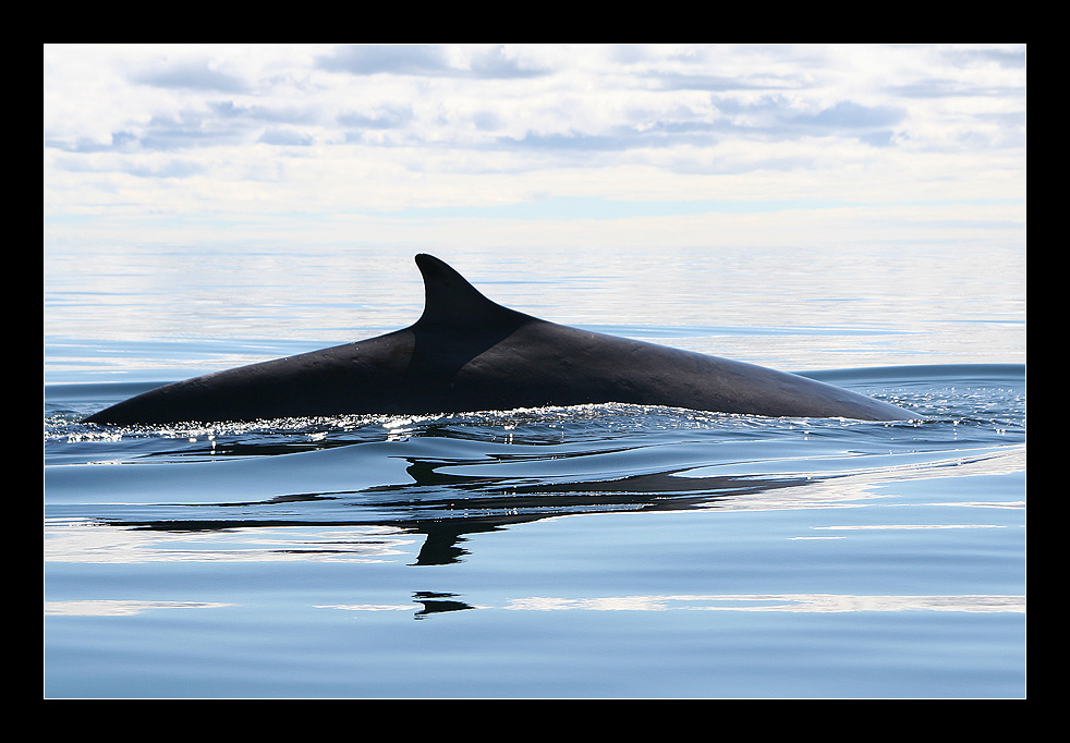 Finnwal Foto & Bild | tiere, wildlife, säugetiere Bilder auf fotocommunity