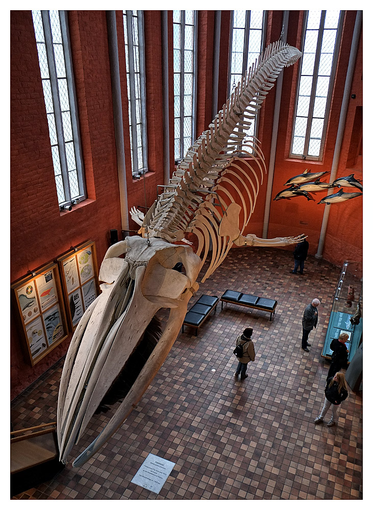 Finnwal-Skelett Foto & Bild | sonstiges, fossilien & präparate ...