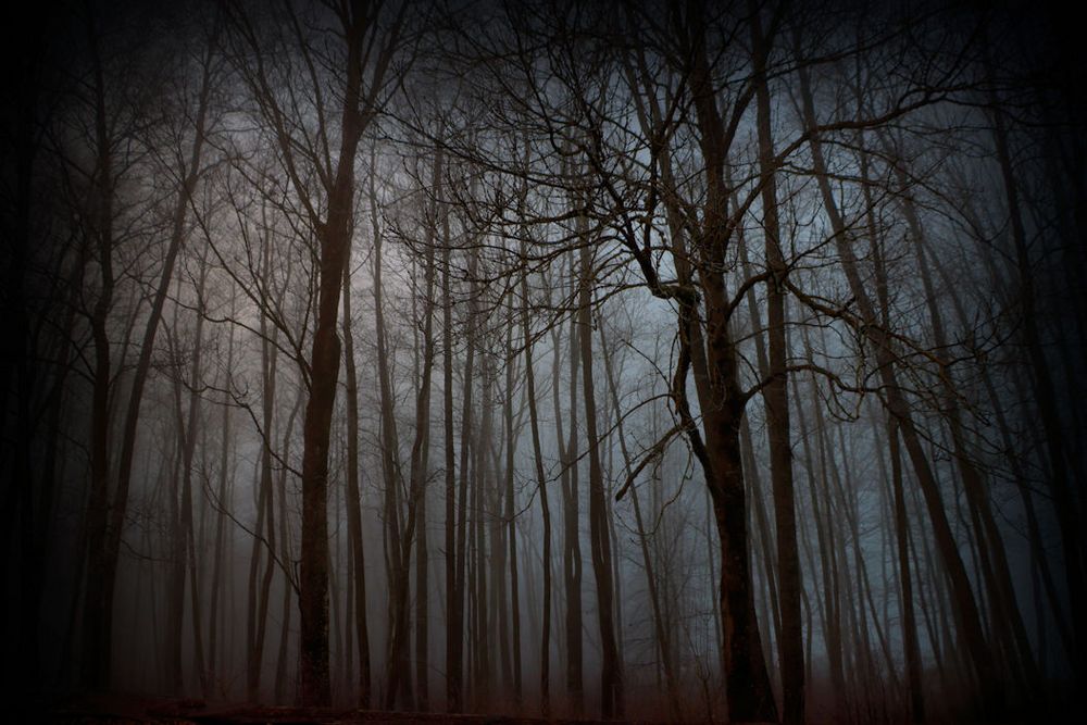 finsterwald Foto & Bild | landschaft, wald, natur Bilder auf fotocommunity