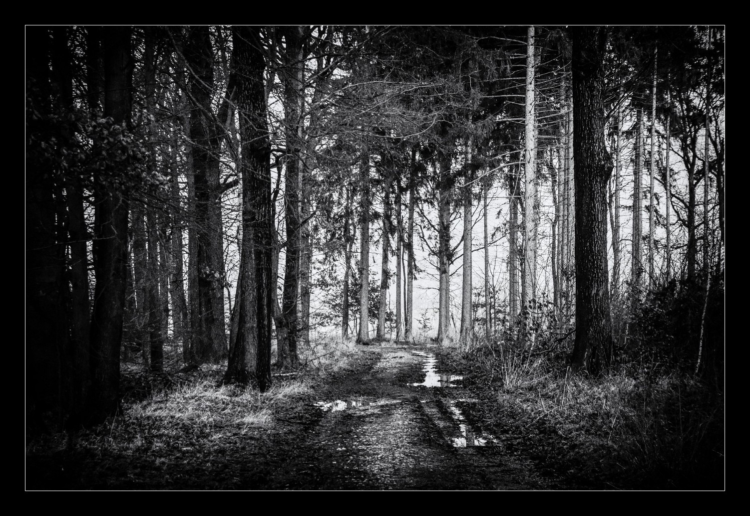 Finsterwald Foto & Bild | wald, bäume, winter Bilder auf fotocommunity