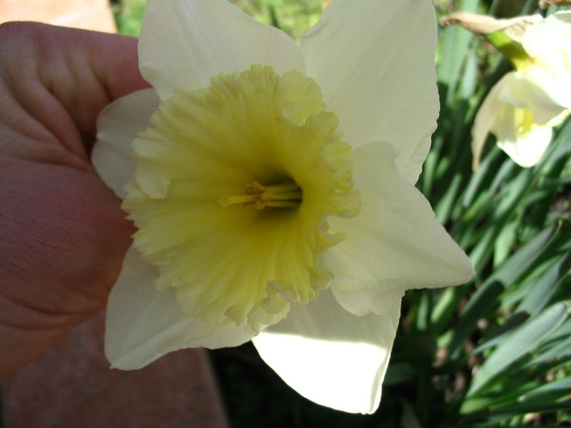 Fiore 4 Foto % Immagini| piante, fiori e funghi, natura Foto su ...