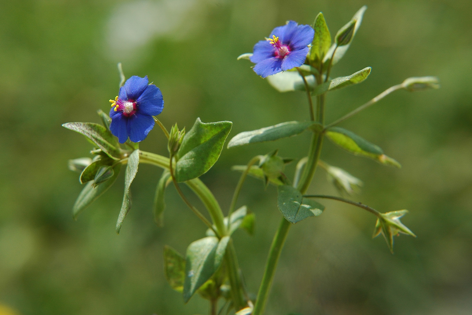 fiore blu Foto % Immagini| piante, fiori e funghi, natura Foto su fotocommunity