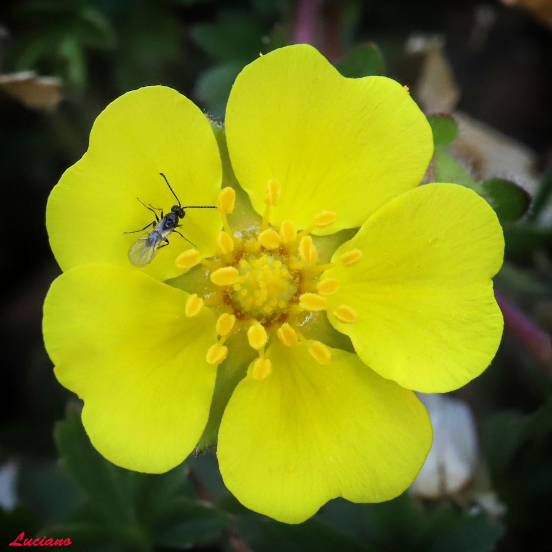 fiore con piccola mosca Foto % Immagini| macro e close up, macro di ...