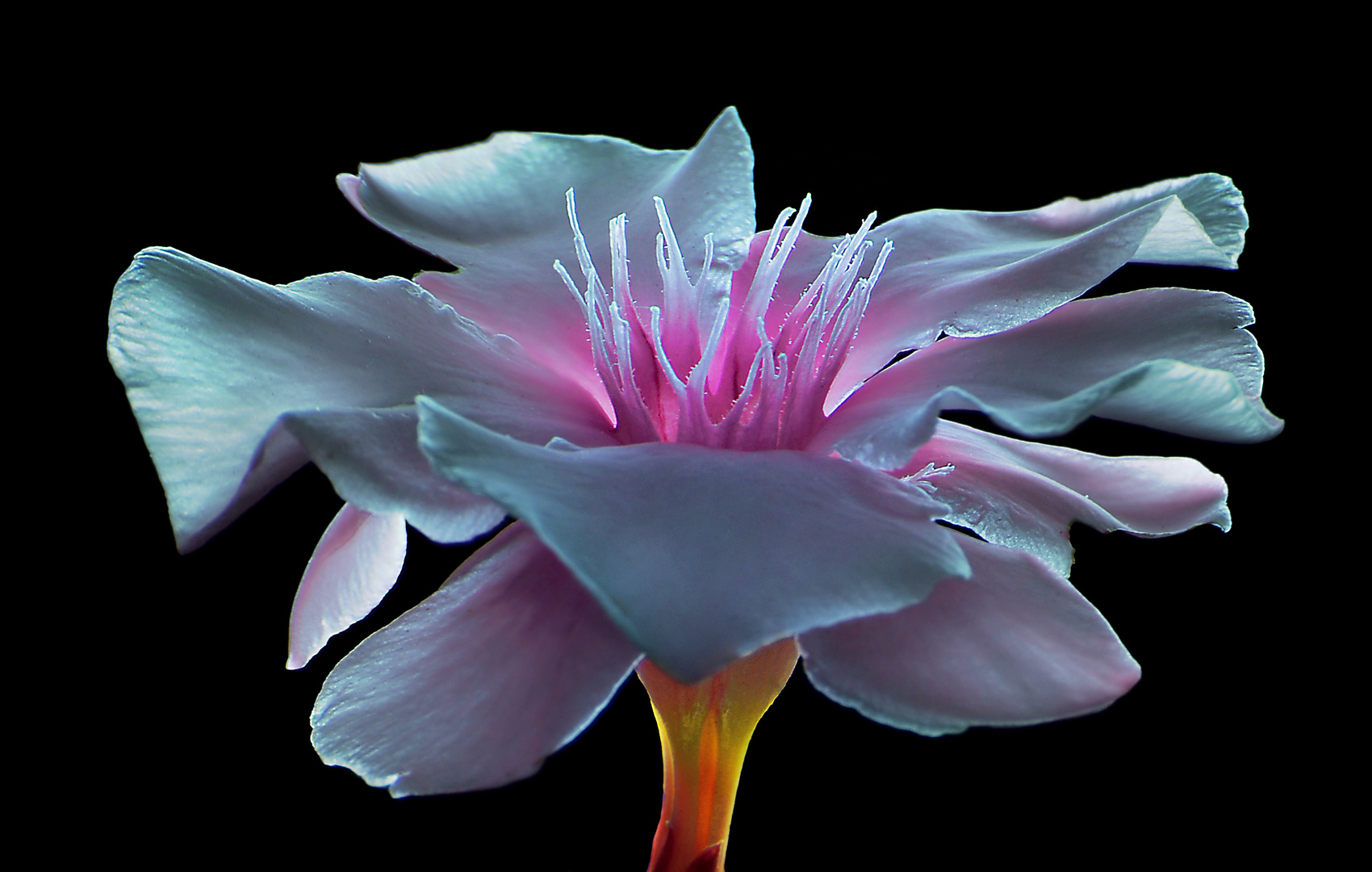 Fiore di campo Foto % Immagini| close up, macro, fine art Foto su ...