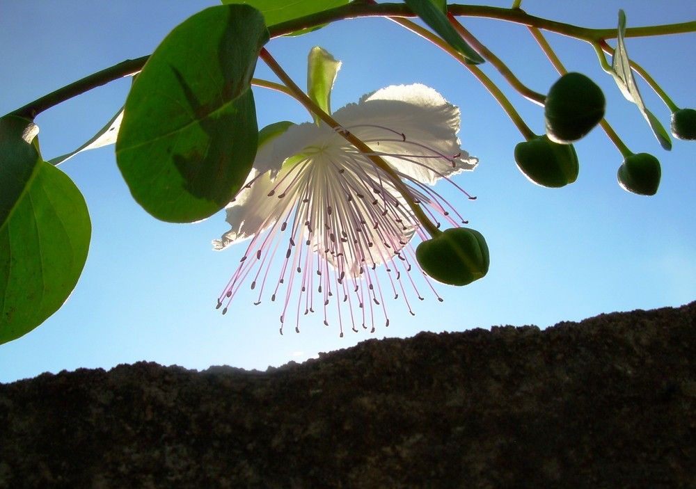 fiore di cappero Foto % Immagini| piante, fiori e funghi, natura Foto ...
