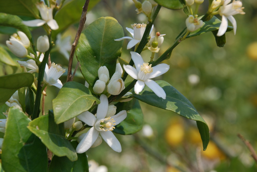 FIORE DI ZAGARA Foto % Immagini| piante, fiori e funghi, natura Foto su ...