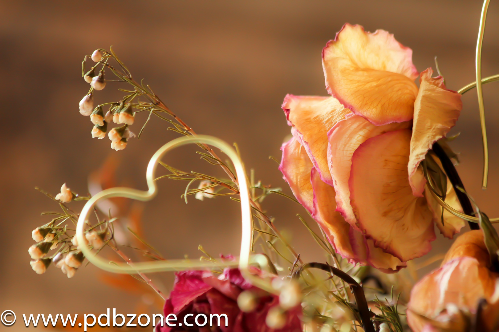 Fiore e cuore Foto % Immagini| piante, fiori e funghi, natura Foto su ...