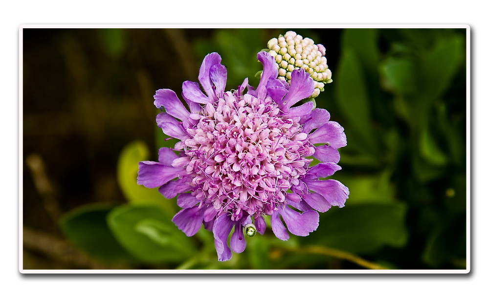 Fiore lilla Foto % Immagini| macro e close up, macro fiori e piante ...