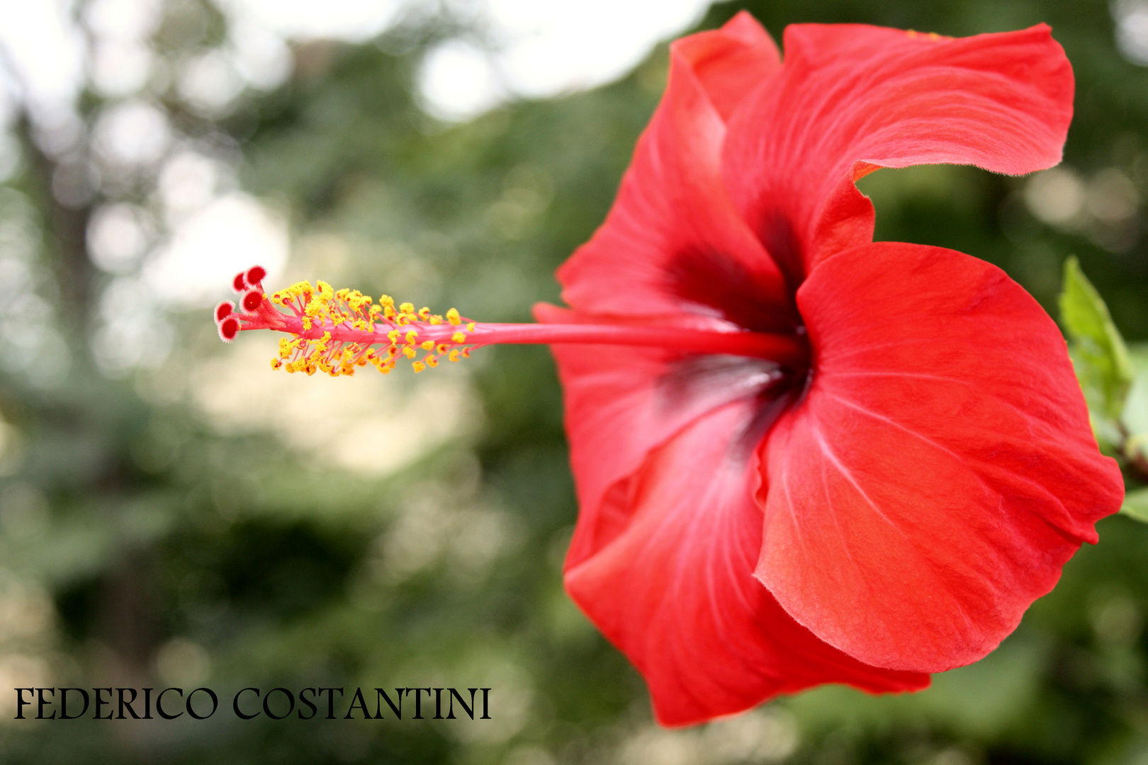 Fiore Rosso Foto % Immagini| piante, fiori e funghi, natura Foto su ...