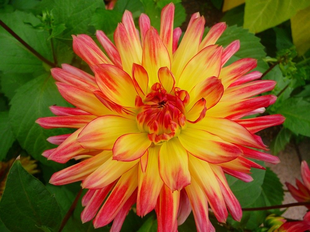 Fiore scozzese (forse) Foto % Immagini| piante, fiori e funghi, scozia ...