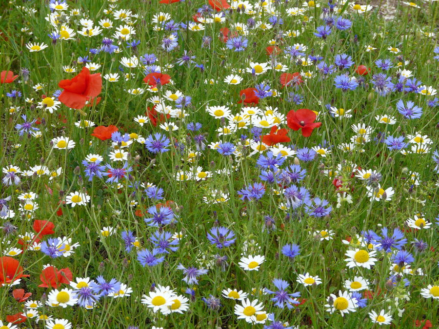 Fiori Di Campo Foto Immagini Piante Fiori E Funghi Piante Natura Foto Su Fotocommunity