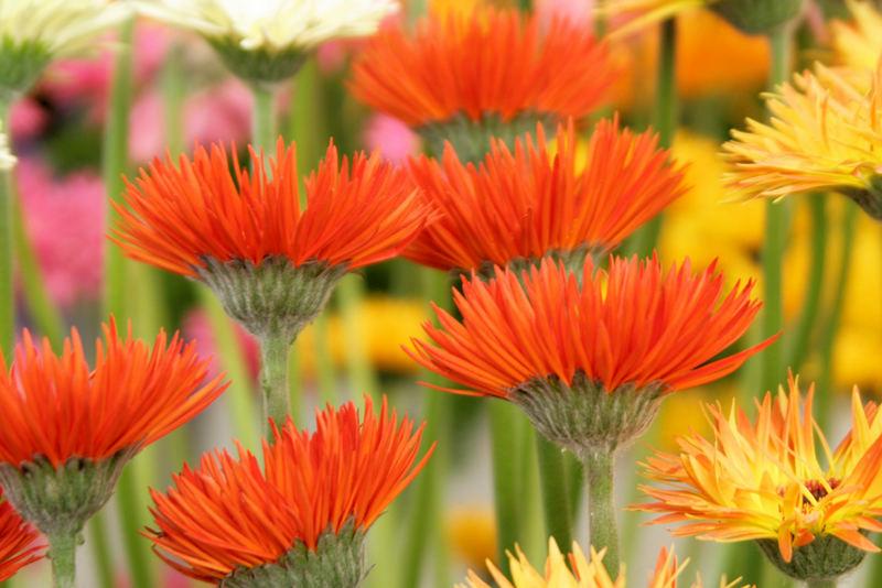 fiori rossi Foto % Immagini| piante, fiori e funghi, natura Foto su ...