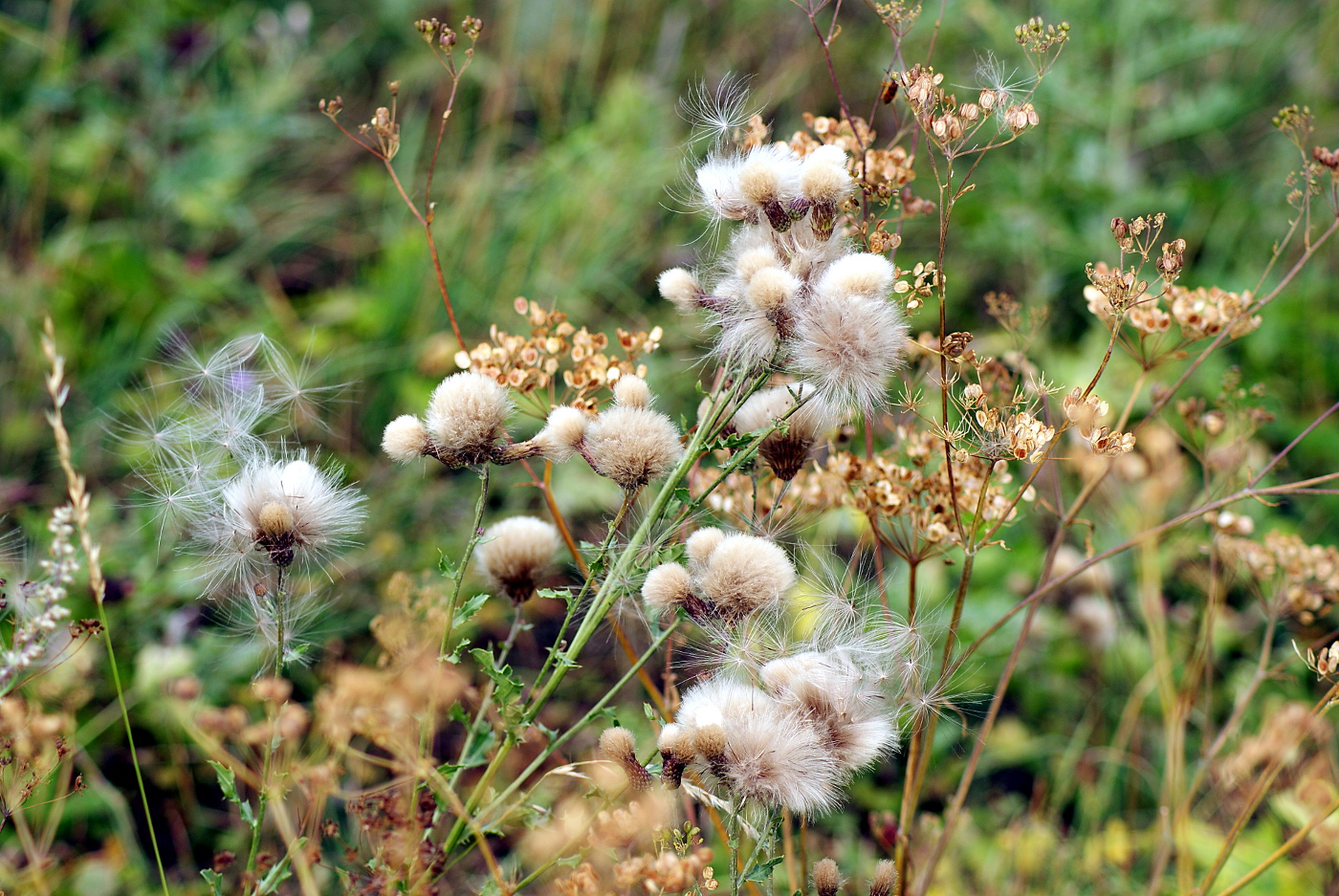 fiori secchi Foto % Immagini| piante, fiori e funghi, secco, natura ...