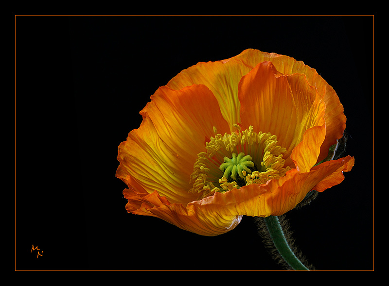 Fire of Poppy 1 Foto & Bild | pflanzen, pilze & flechten, blüten ...