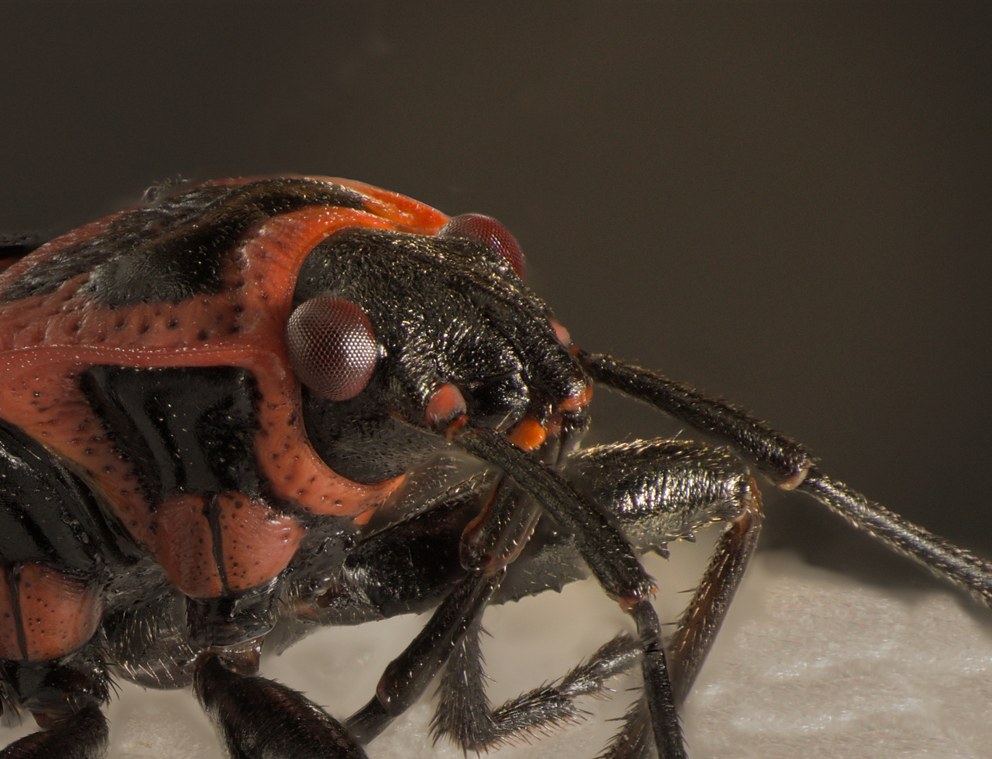 Firebug Foto & Bild | natur, insekten, tiere Bilder auf fotocommunity