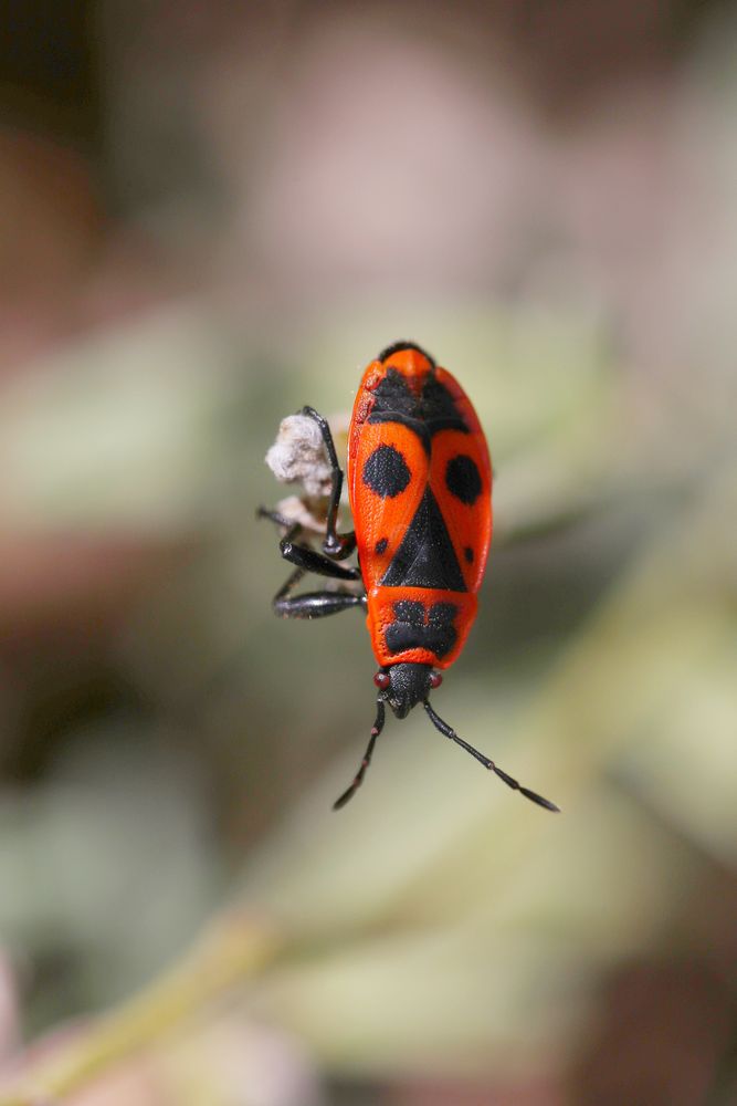 Firebug - Pyrrhocoridae Foto & Bild | reportage dokumentation, tiere ...
