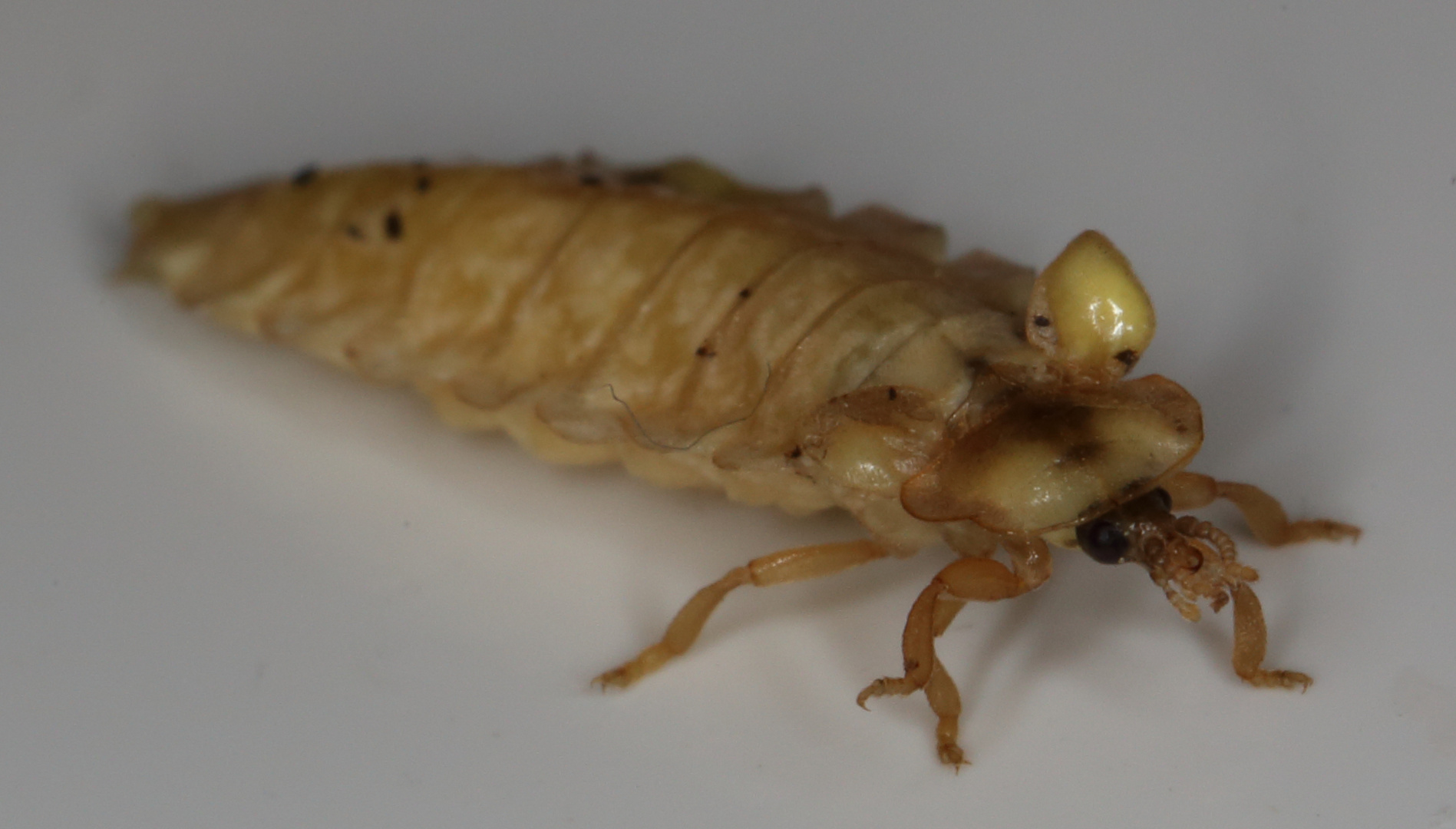 firefly female Foto & Bild | tiere, wildlife, insekten Bilder auf ...