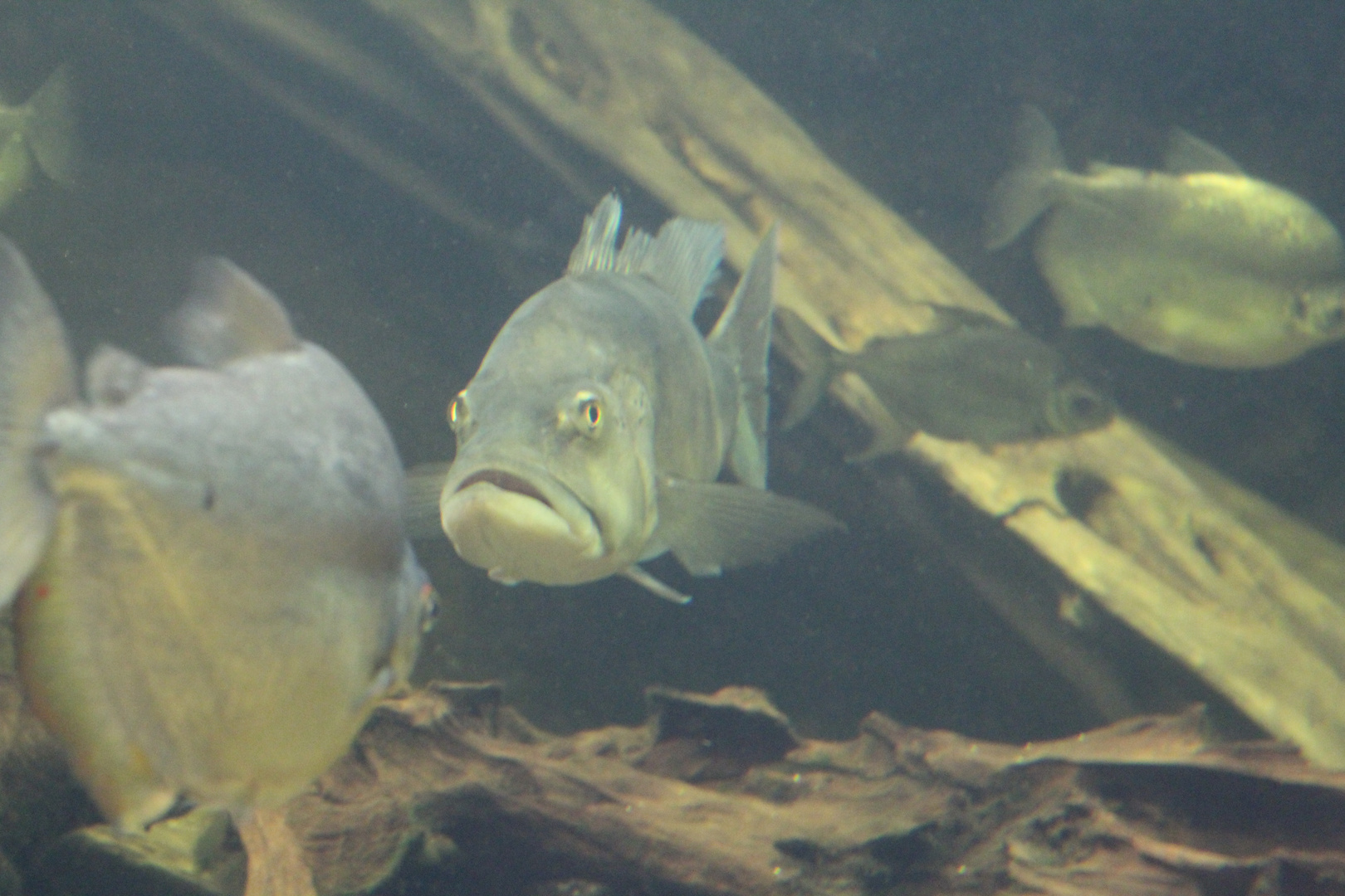 Fisch 2 Foto & Bild | tiere, natur, zoo Bilder auf fotocommunity