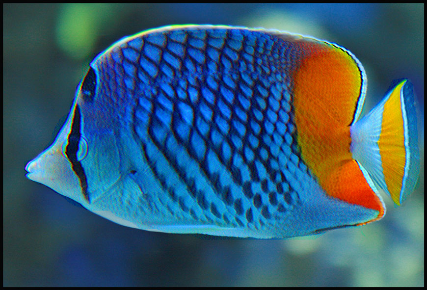 Fisch Foto & Bild | tiere, zoo, wildpark & falknerei, zoo: fische ...