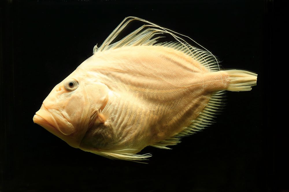 Fisch Foto & Bild | tiere, wildlife, fische Bilder auf fotocommunity