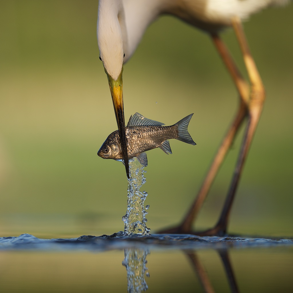 Fisch Foto & Bild | tiere, wildlife, wild lebende vögel Bilder auf ...