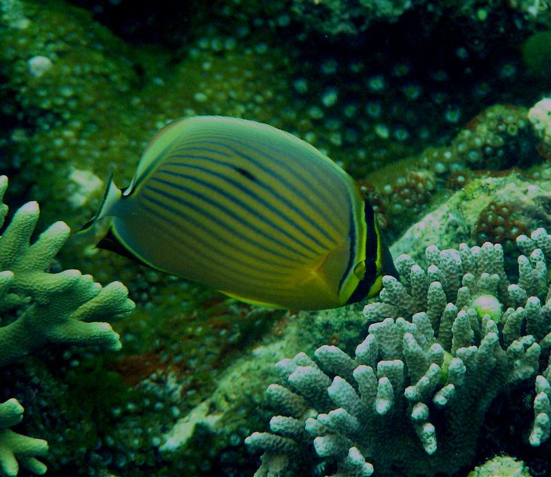 Fisch Foto & Bild | tiere, wildlife, fische Bilder auf fotocommunity