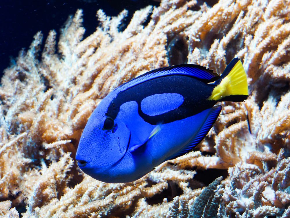 Fisch Foto & Bild | fotos, zoo, deutschland Bilder auf fotocommunity