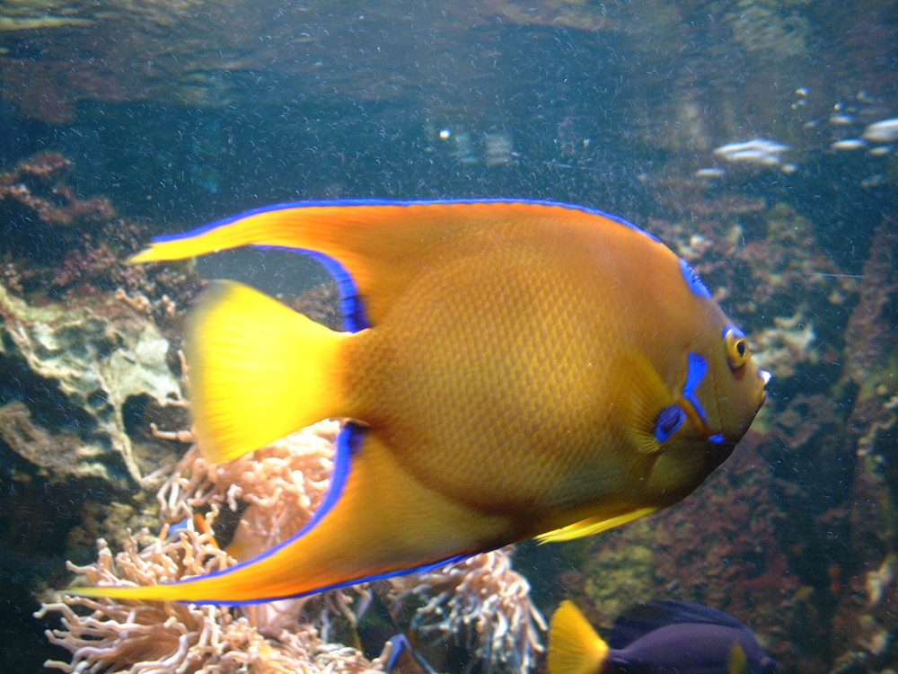 Fisch Foto & Bild | tiere, zoo, wildpark & falknerei, zoo: fische ...