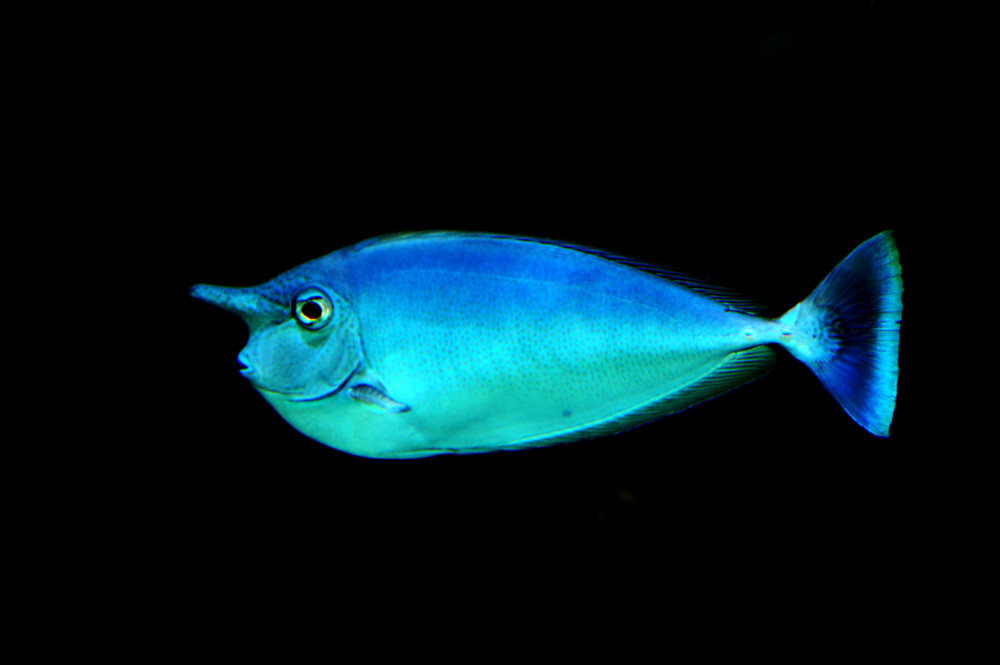 Fisch Foto & Bild | tiere, natur Bilder auf fotocommunity