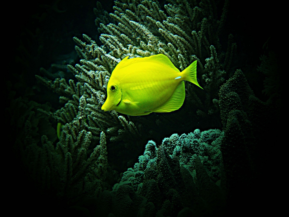 Fisch Foto & Bild | tiere, zoo, wildpark & falknerei, zoo: fische ...