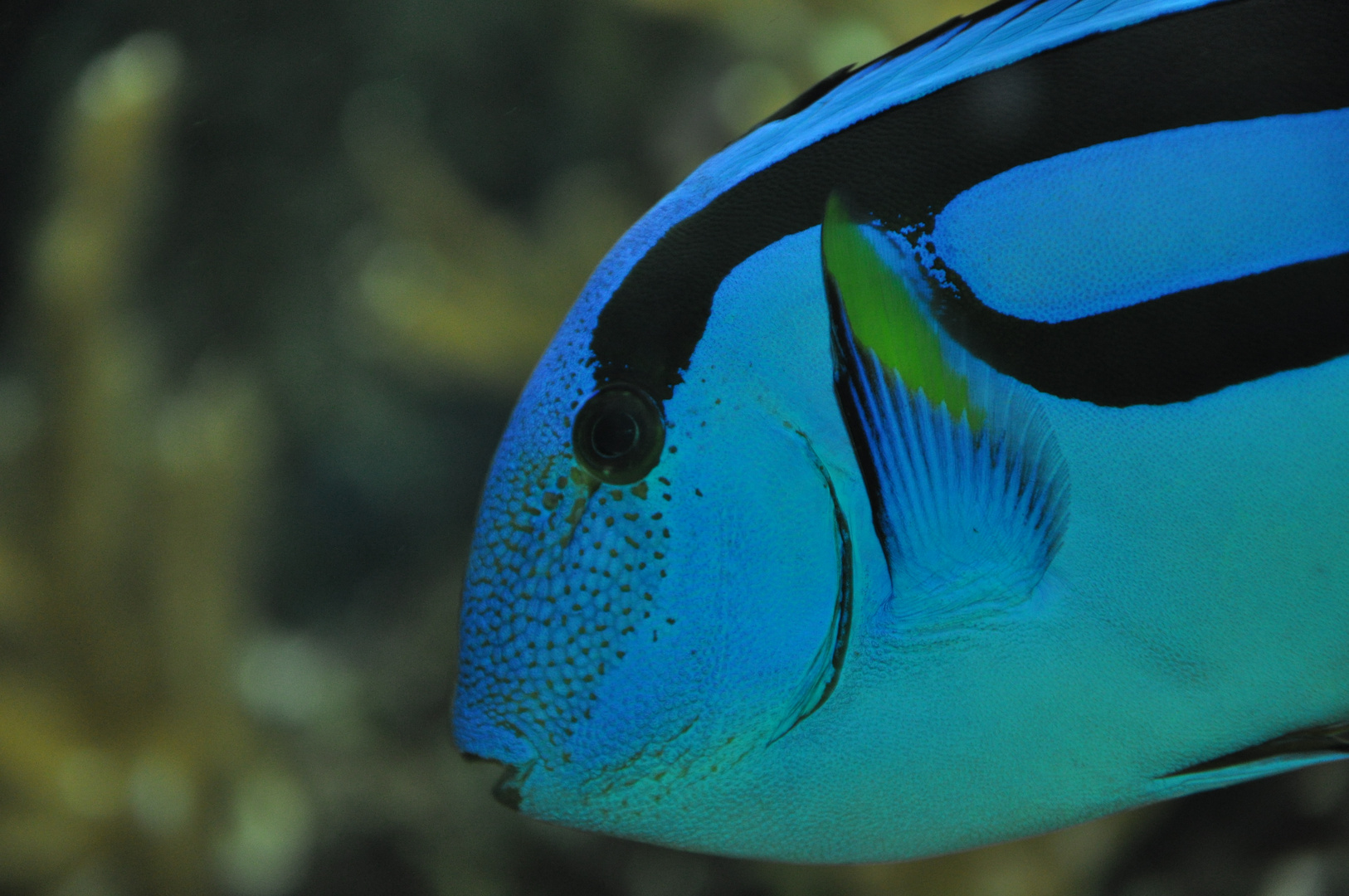 Fisch Foto & Bild | tiere, zoo, wildpark & falknerei, zoo: fische ...