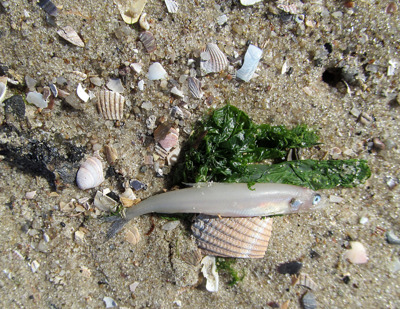 Fisch ... Foto & Bild | urlaub, dokumentation, sommer Bilder auf ...