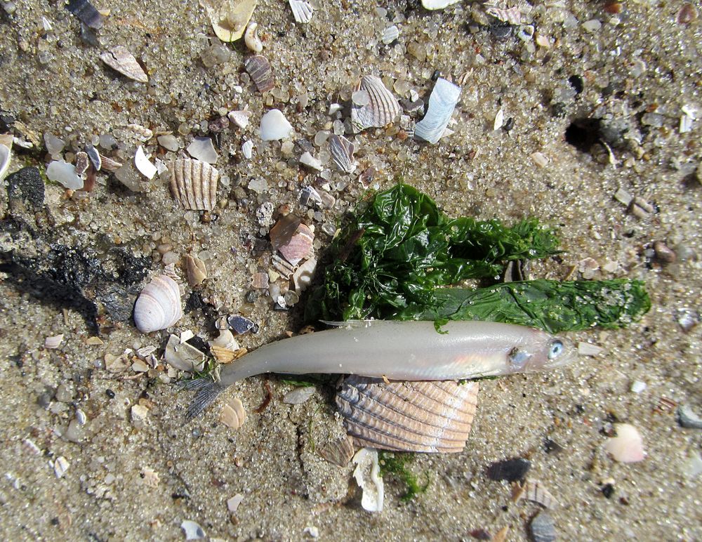 Fisch ... Foto & Bild | urlaub, dokumentation, sommer Bilder auf ...