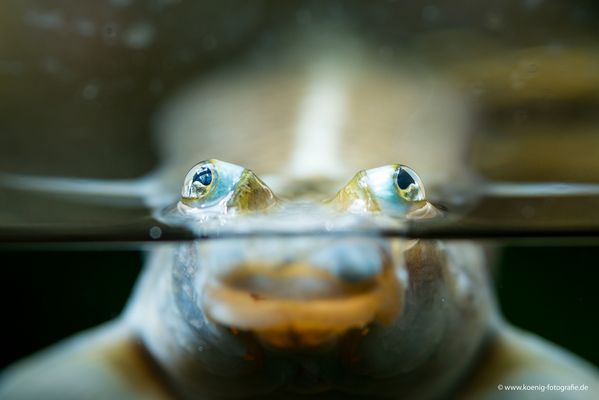 Zoo: Fische Bilder & Fotos