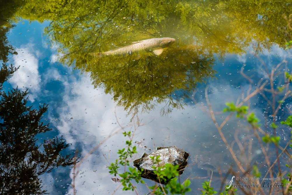 Fisch im Wasser... Foto & Bild | Bilder auf fotocommunity
