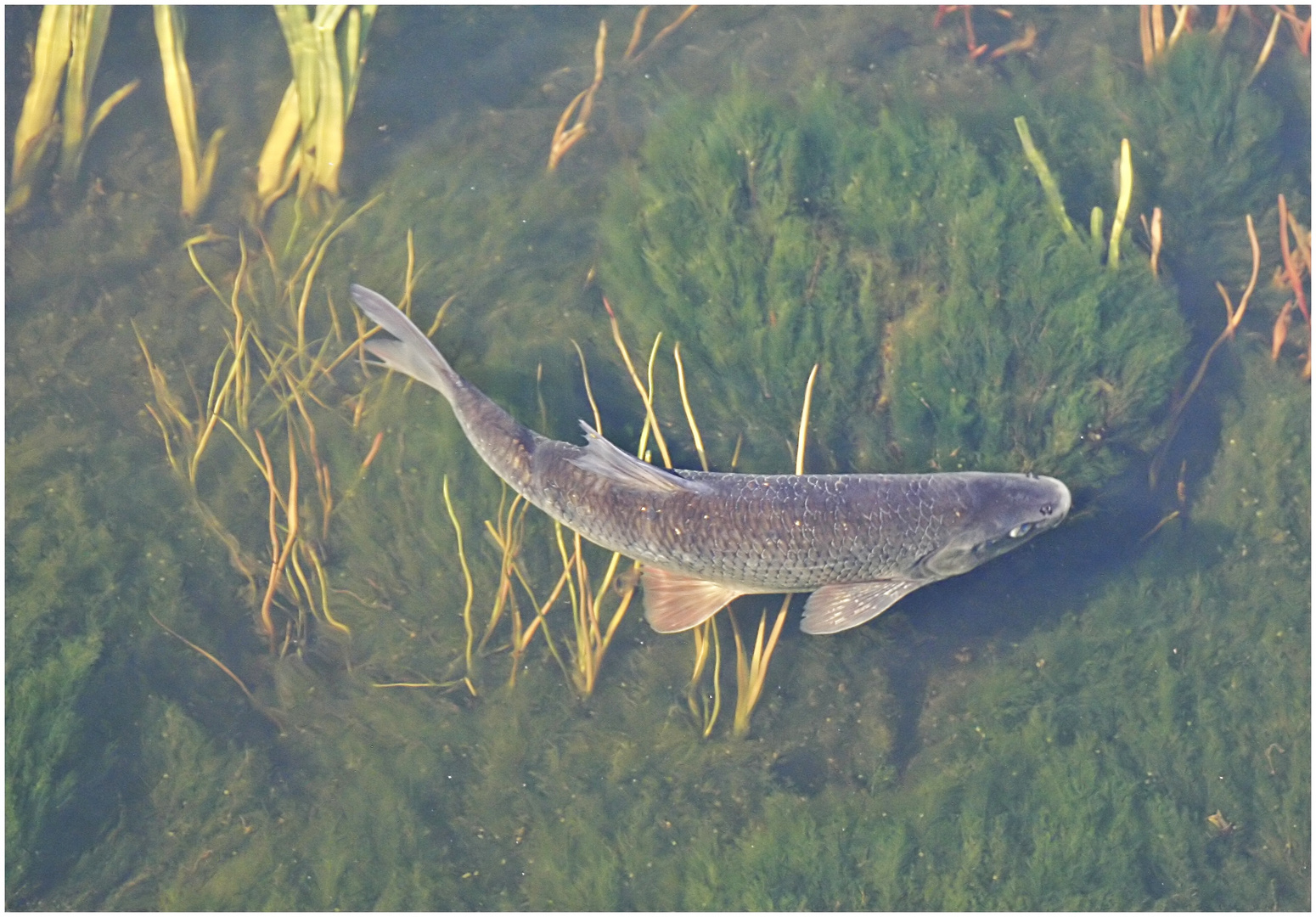 Fisch in einen kleinen Bach Foto & Bild | tiere, wildlife, fische ...