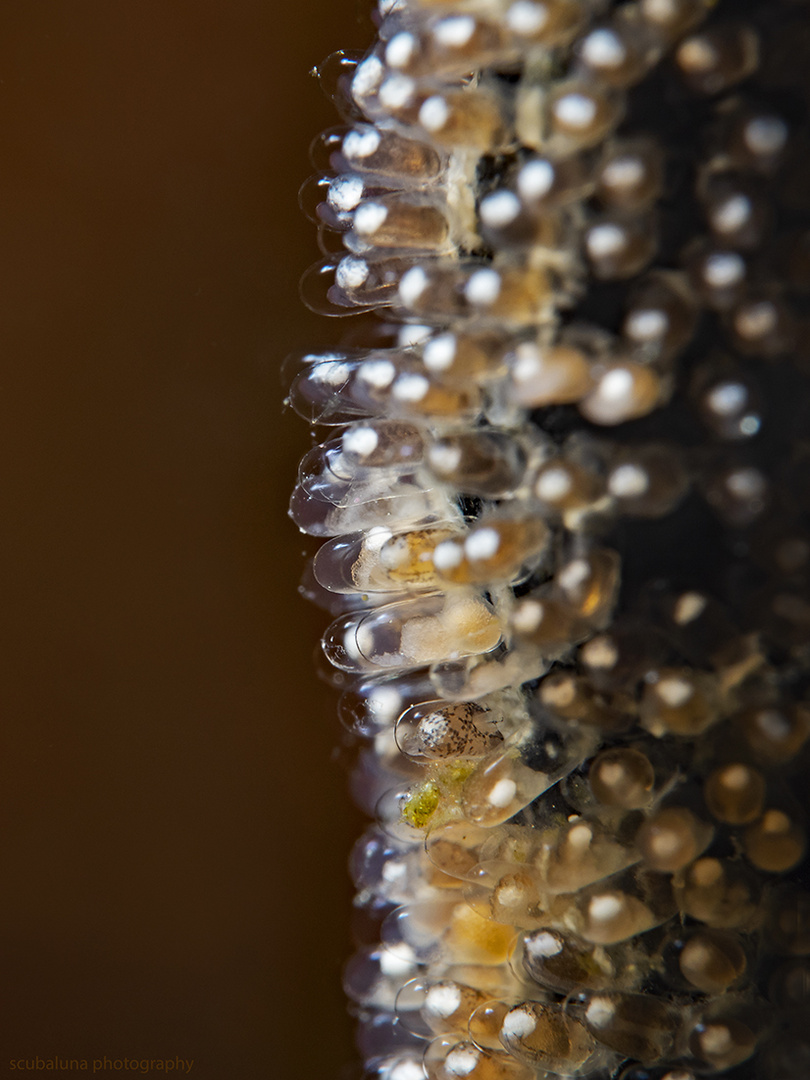 Fisch Laich Foto & Bild | natur, abstrakt, tiere Bilder auf fotocommunity