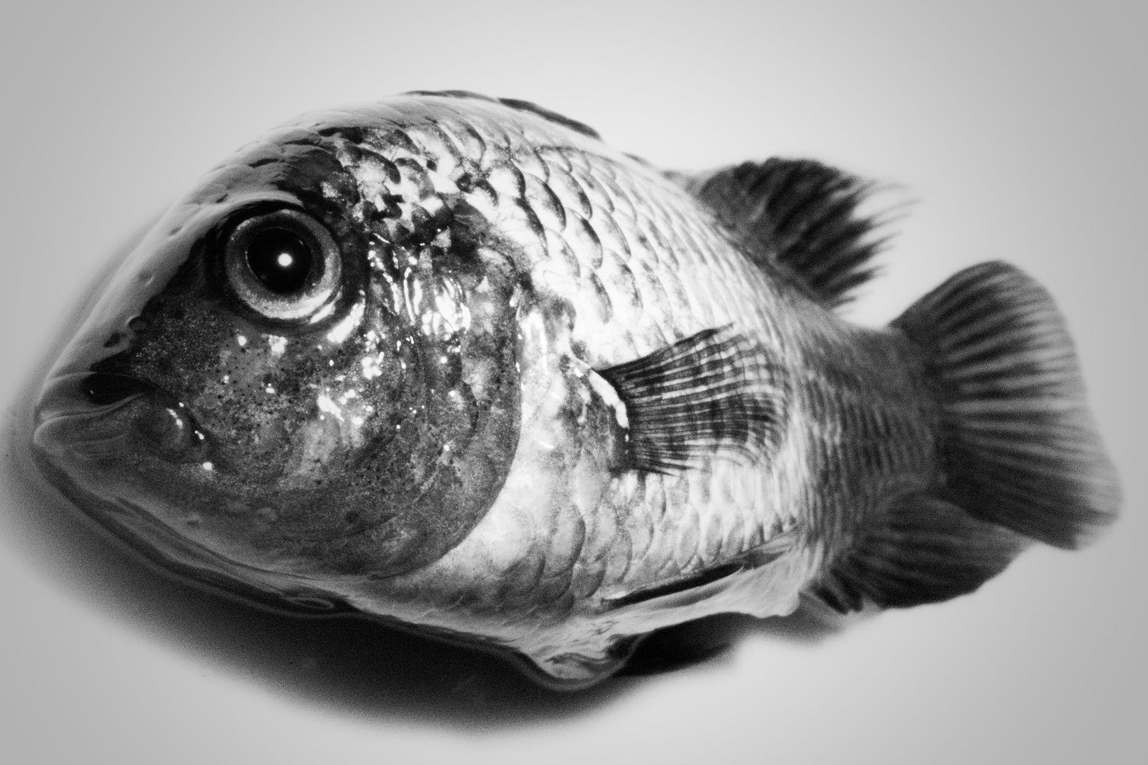 fisch R.I.P. Foto & Bild | tiere, haustiere, aquaristik Bilder auf ...