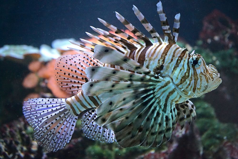 Fisch vom Feinsten Foto & Bild | tiere, haustiere, zoo, wildpark ...