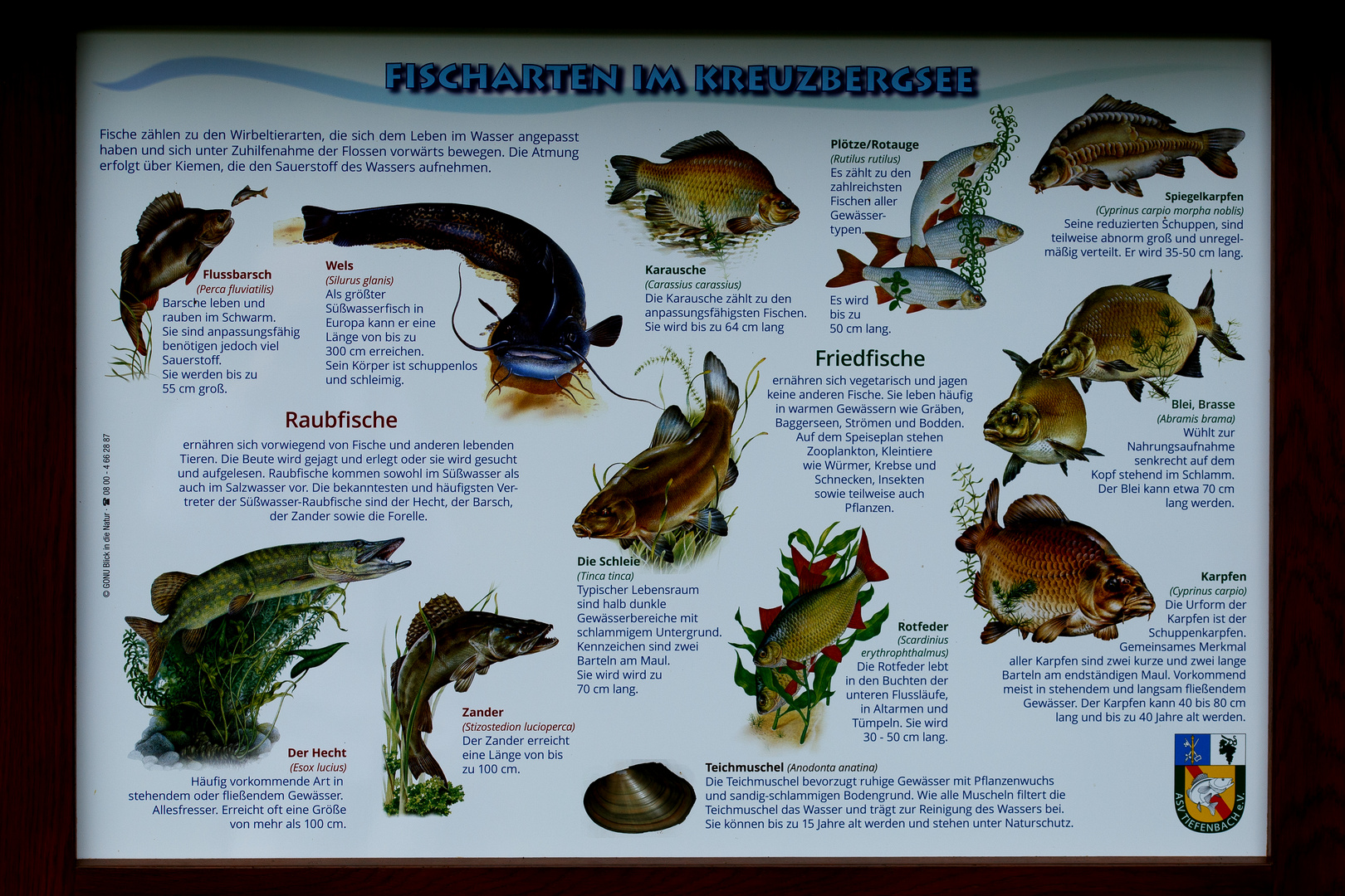 Fischarten im Kreuzbergsee Foto & Bild | spezial, natur, tiere Bilder ...